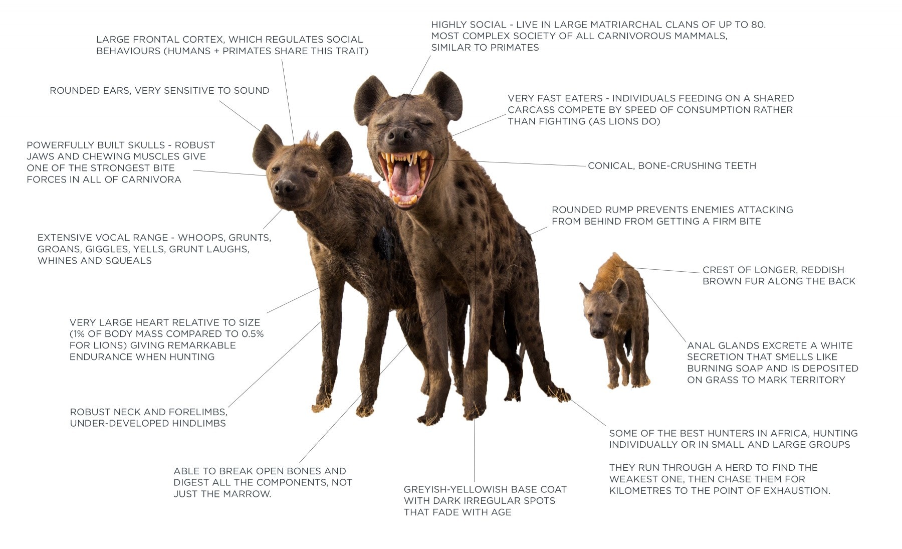 Anatomy of a Hyena | Time + Tide